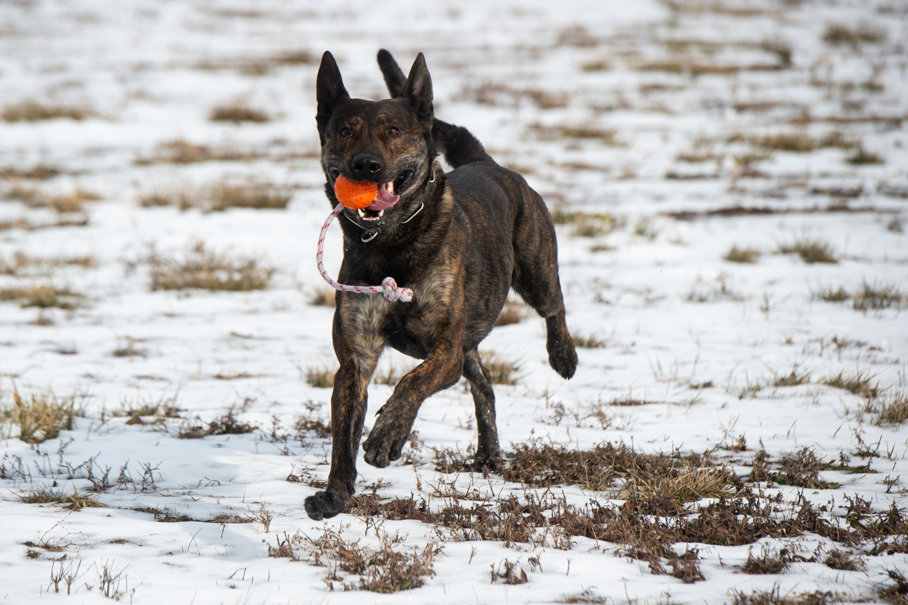 Washtenaw County Sheriff's Deputy Sean Urban trains with K9 Dutch ...