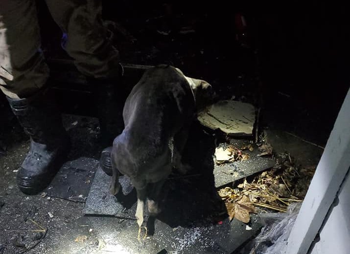 Pit bull rescued from rubble of exploded house - mlive.com