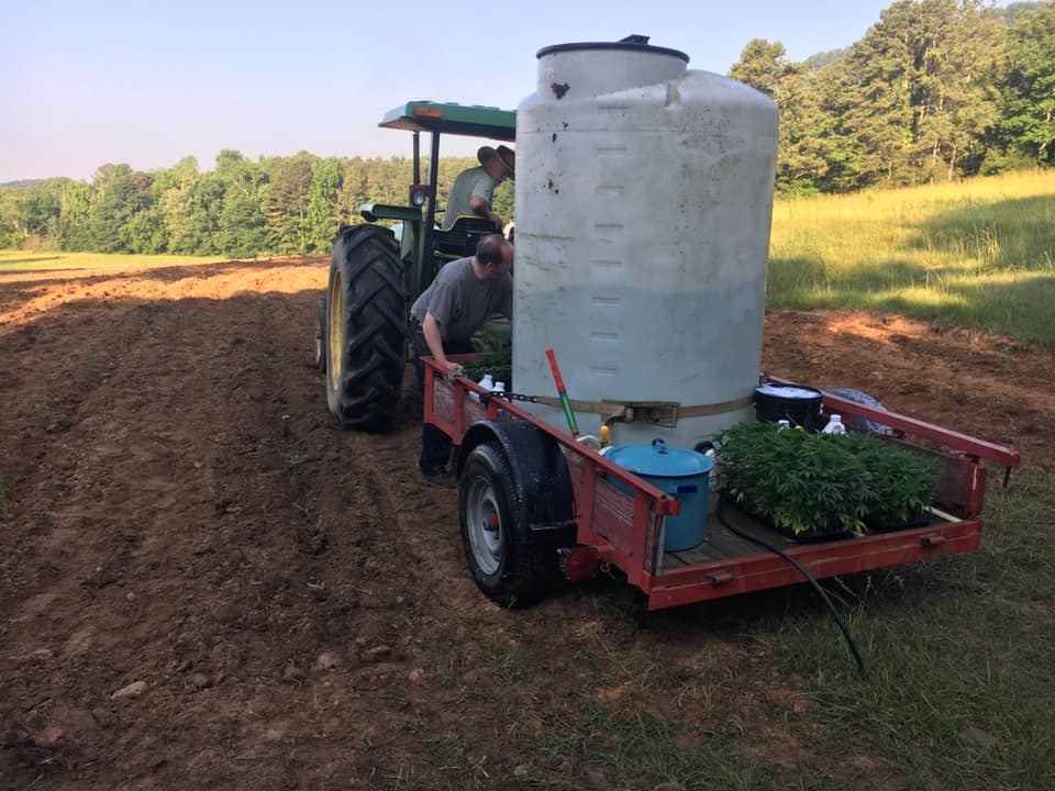 Alabama plants first hemp crop - al.com