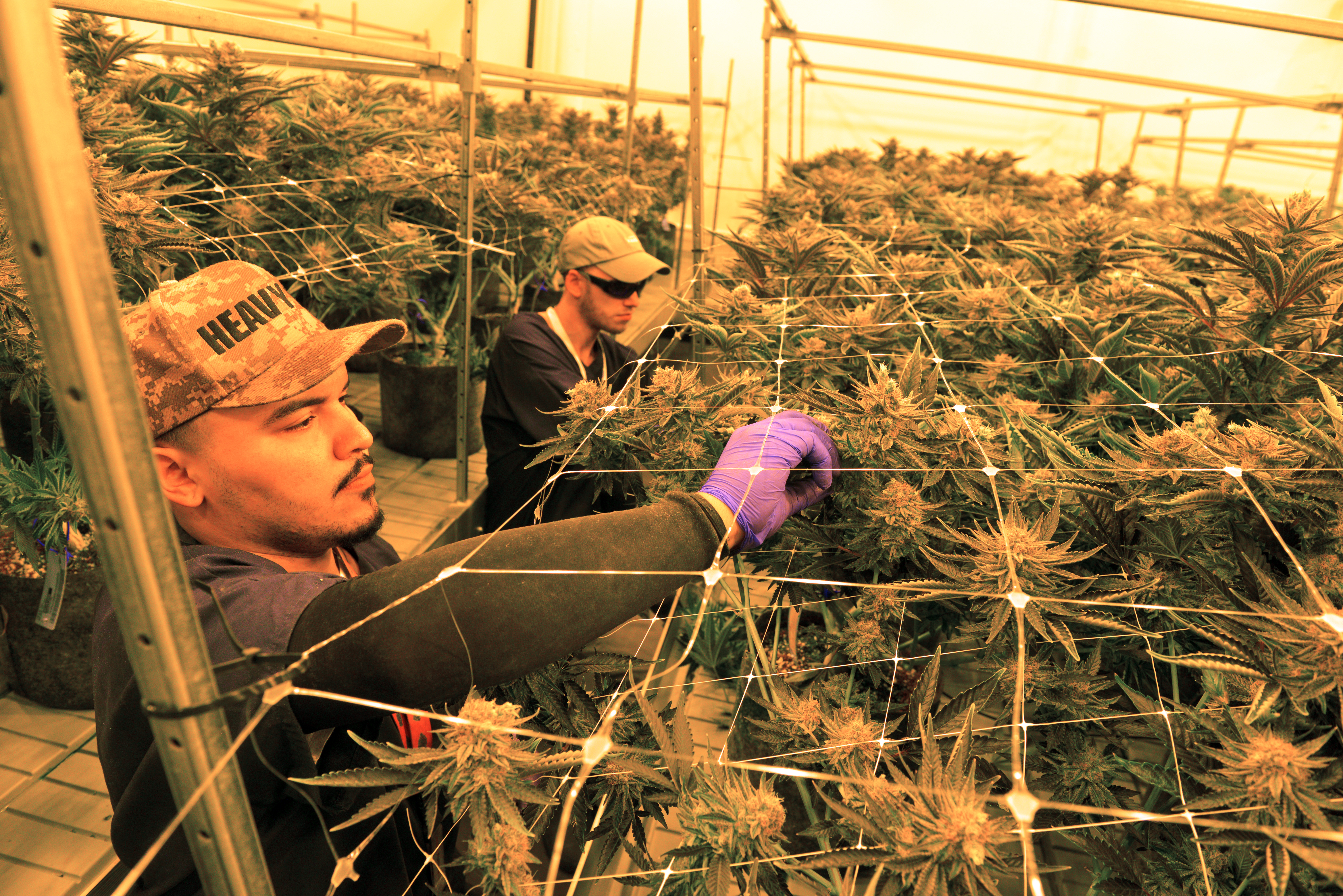 Behind the scenes at INSA, Easthampton's marijuana dispensary ...