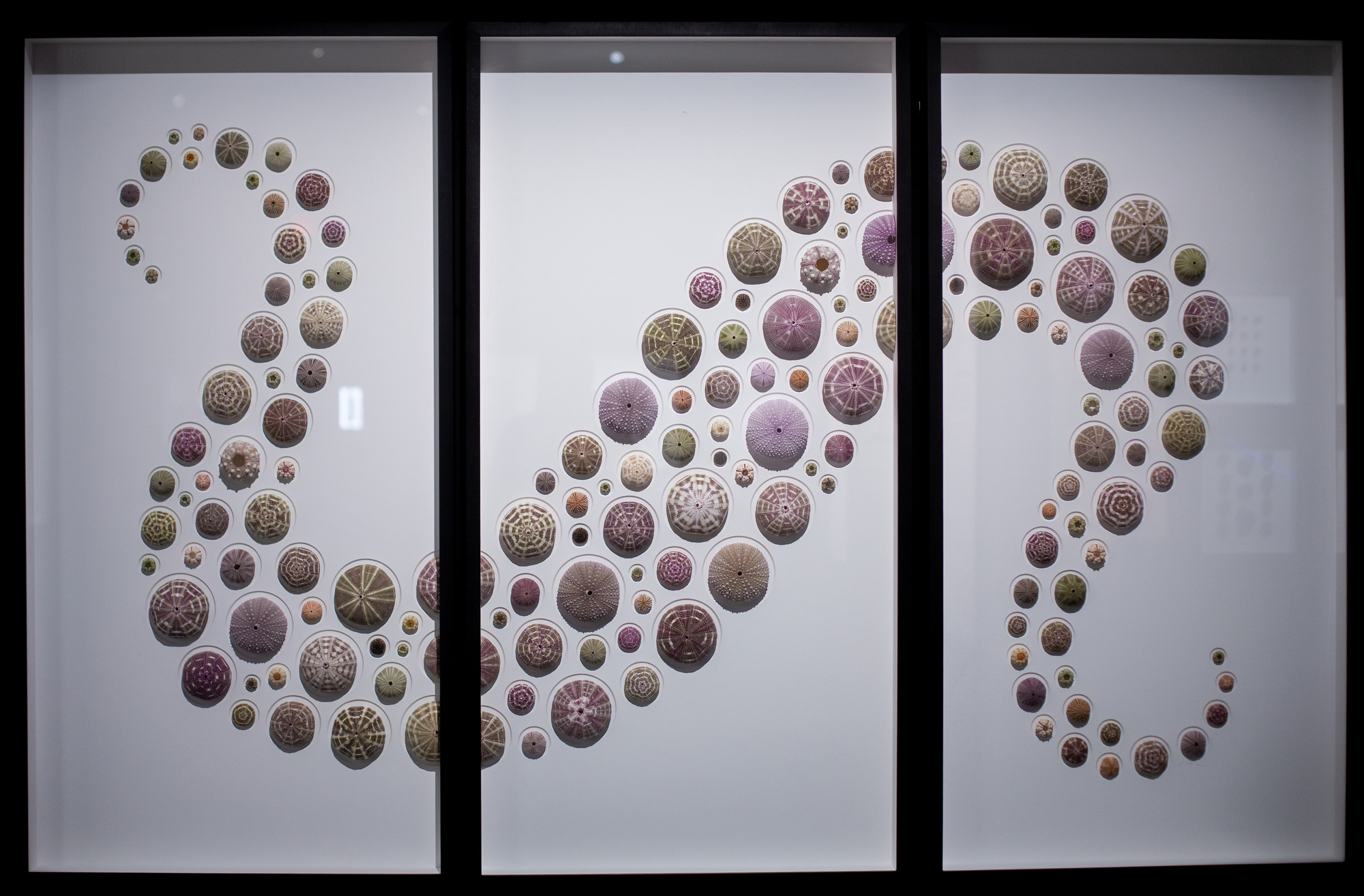 OMSI exhibit Exquisite Creatures by Oregon native Christopher Marley ...