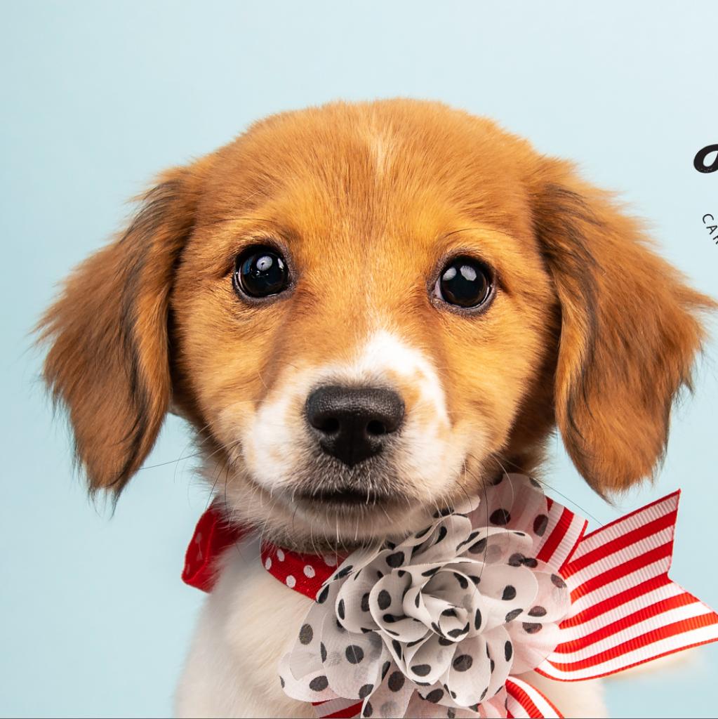 27 of the cutest rescue pets you can adopt this weekend on Staten ...