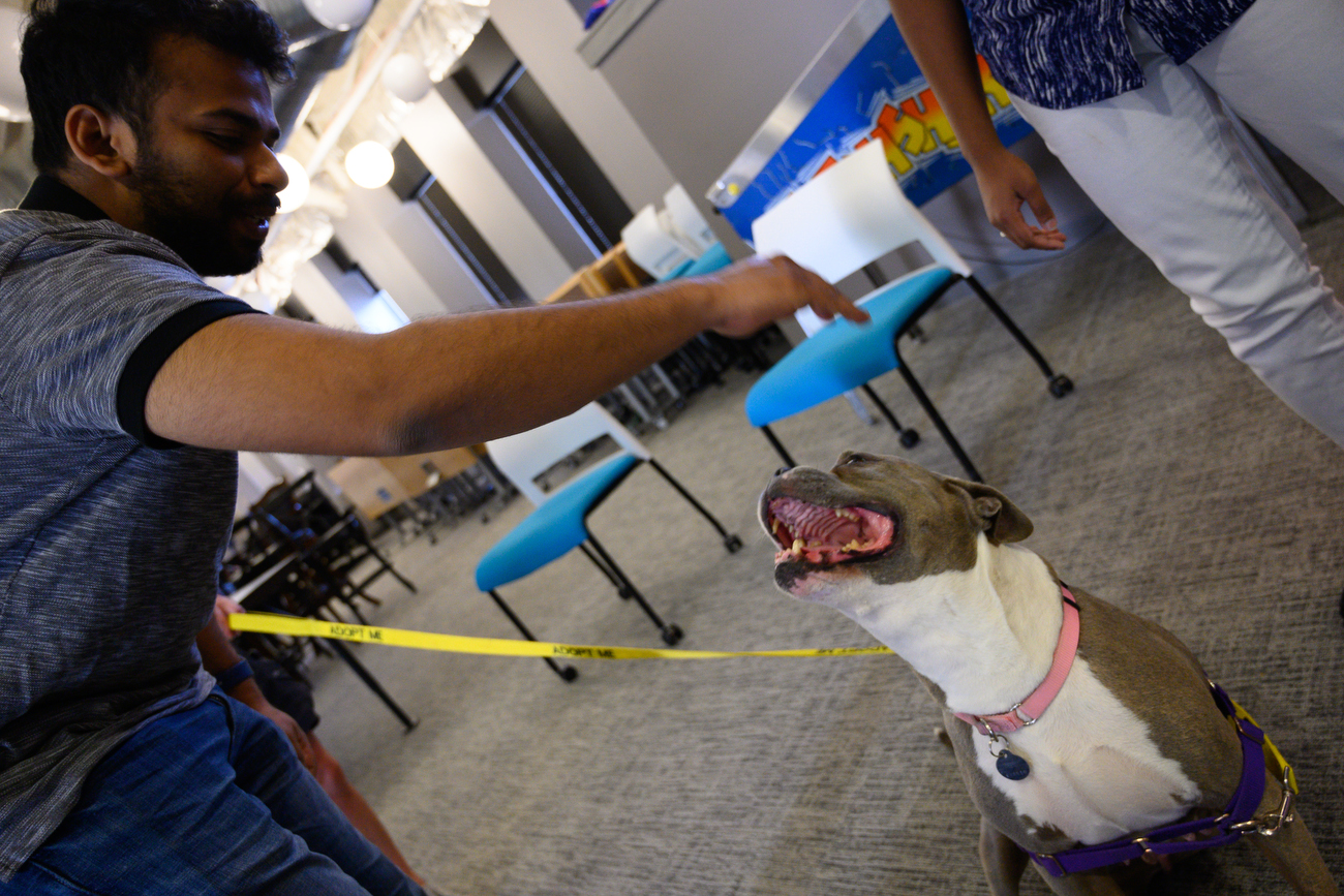 LLamasoft offices welcome Humane Society of Huron Valley's "Wellness ...