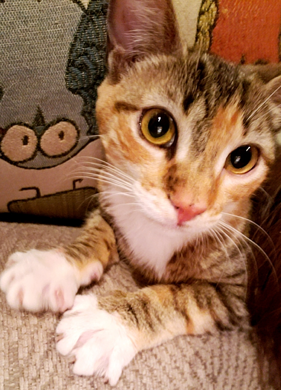 19 super cute rescue pets you can adopt this weekend on Staten Island ...