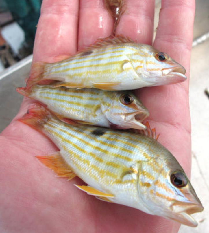 Tropicalization - al.com