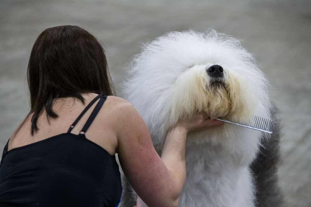 The 2019 Blue and Gray Cluster Dog Show in Harrisburg - pennlive.com