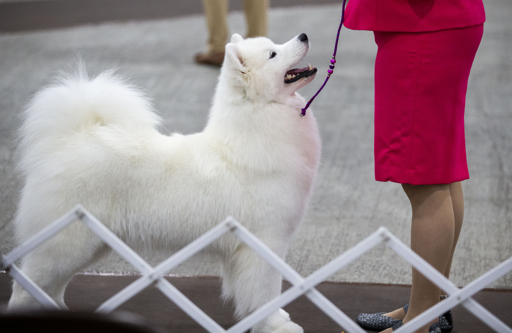 The 2019 Blue and Gray Cluster Dog Show in Harrisburg - pennlive.com