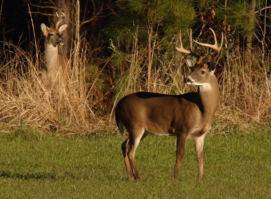 Bucks, does and fawn photographed in Alabama - al.com