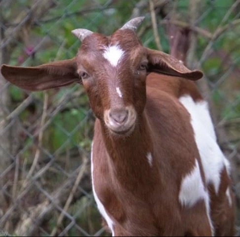 Homeless goats at Animal Rescue - pennlive.com