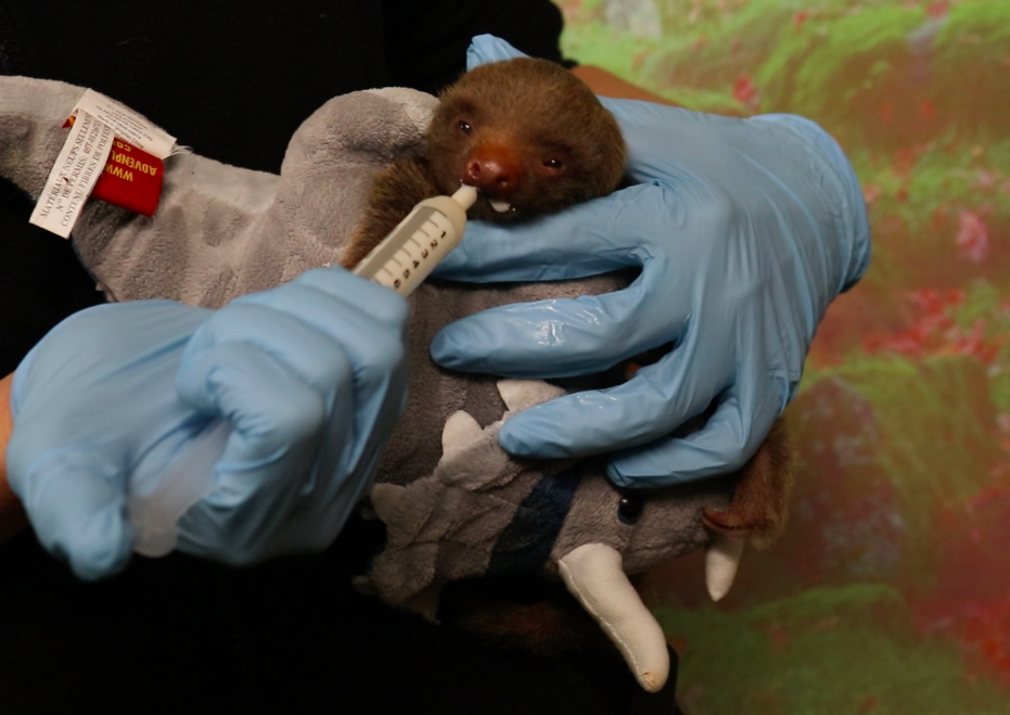 Meet Pancakes, the newborn sloth at the Staten Island Zoo - silive.com