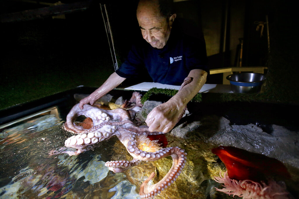 Armed with affection, octogenarian is an 'octopus whisperer' - masslive.com