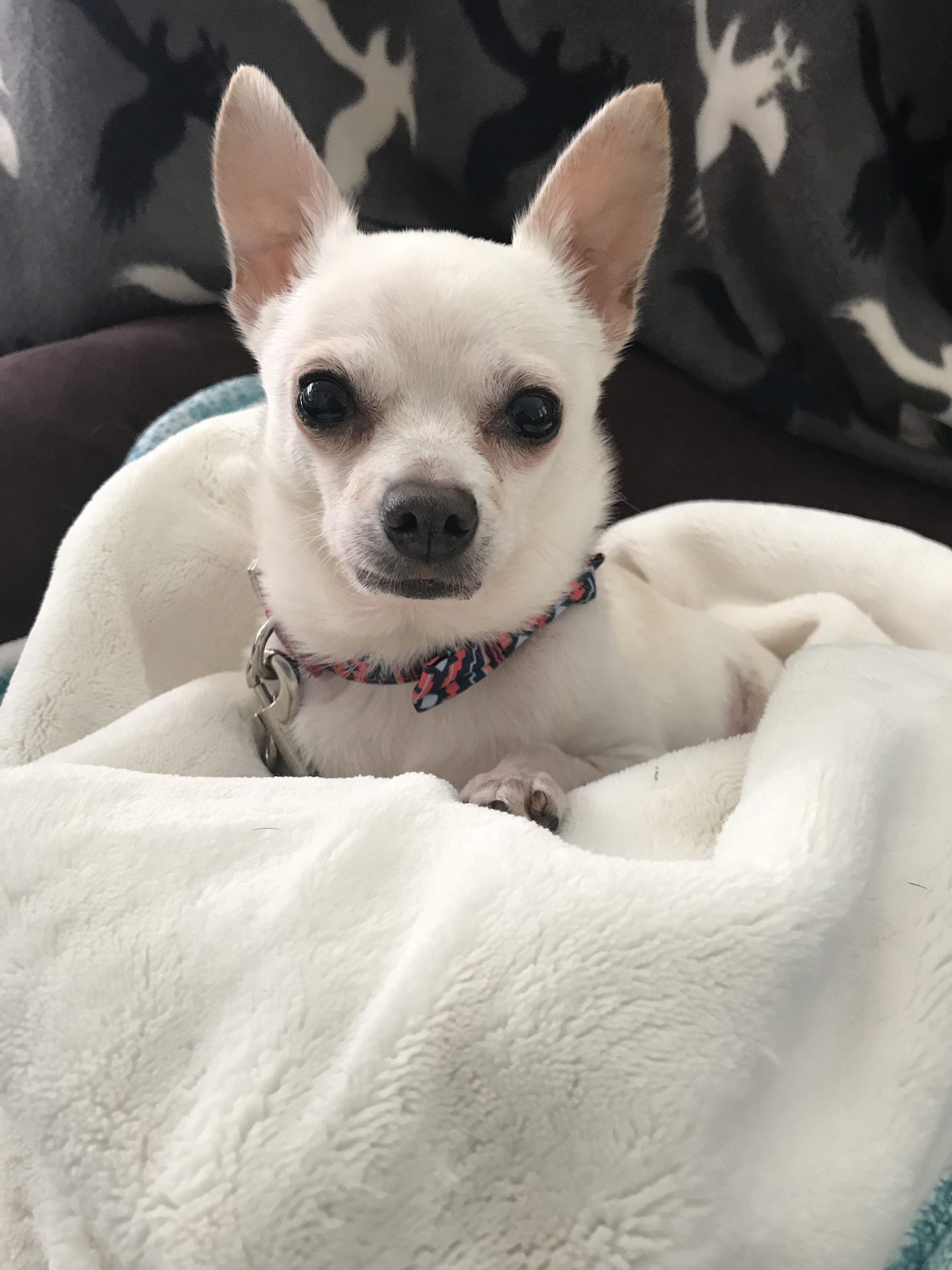 13 huggable pets you can rescue this weekend on Staten Island: Nov. 3-4 ...