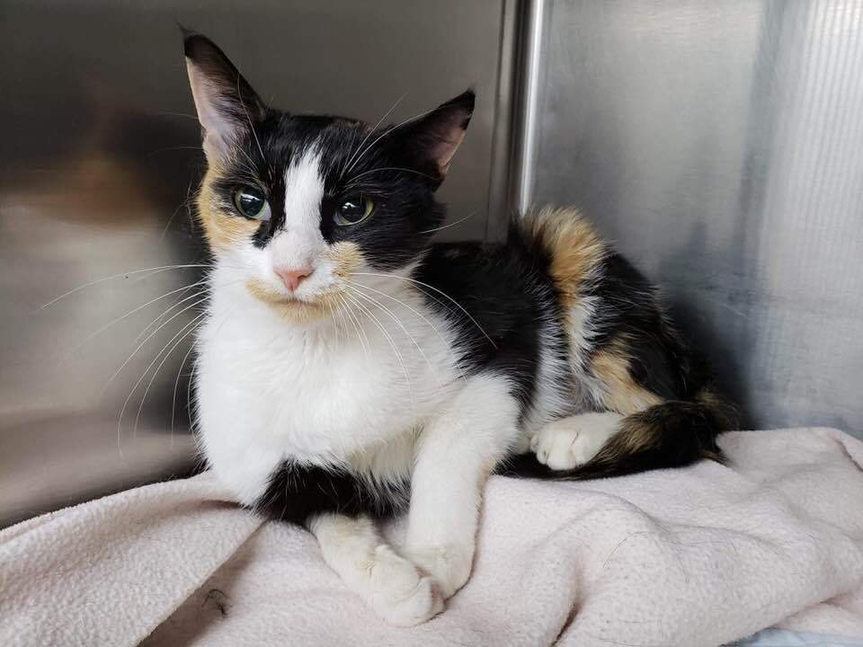 14 super cute rescue pets you can adopt this weekend on Staten Island ...