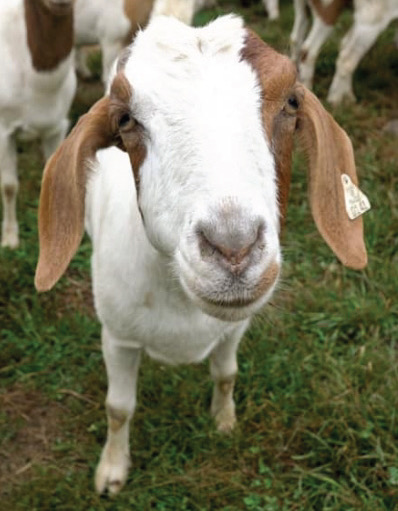 Homeless goats at Animal Rescue - pennlive.com