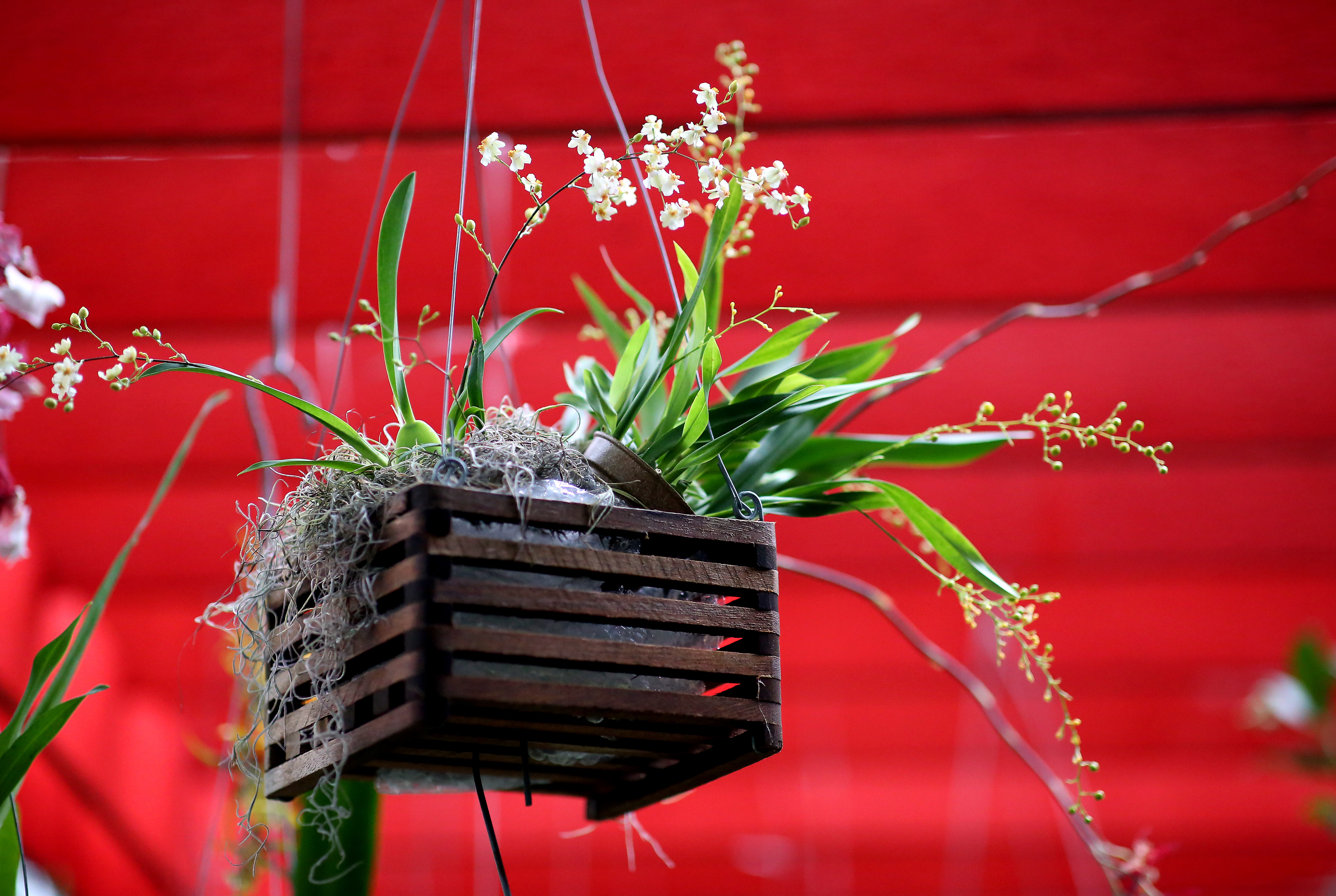 Orchid Mania: Vibrant Vietnam - cleveland.com