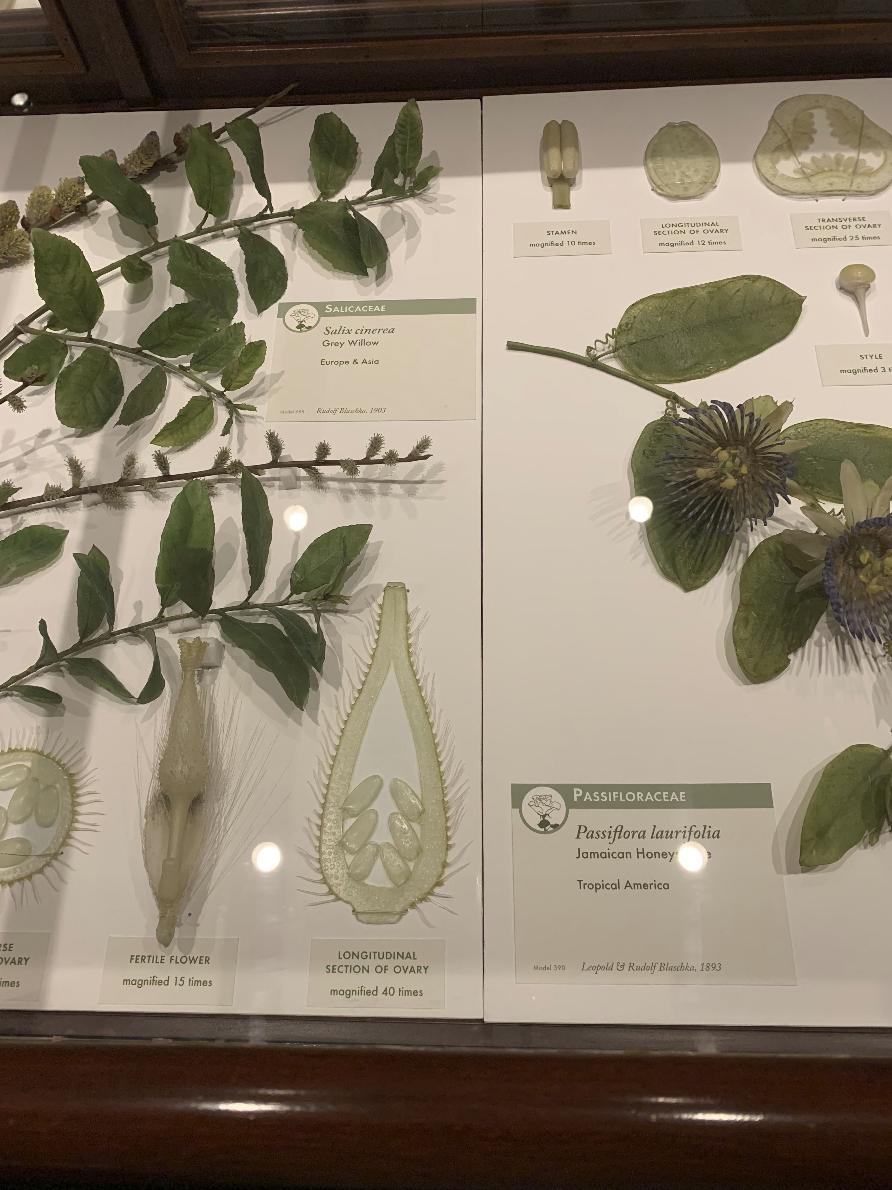 Ware Collection of Blaschka Glass Models of Plants: The 'Glass Flowers ...