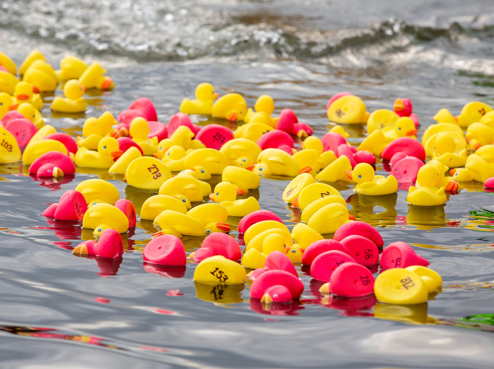 Rubber Duck Race at Kipona 2019 - pennlive.com