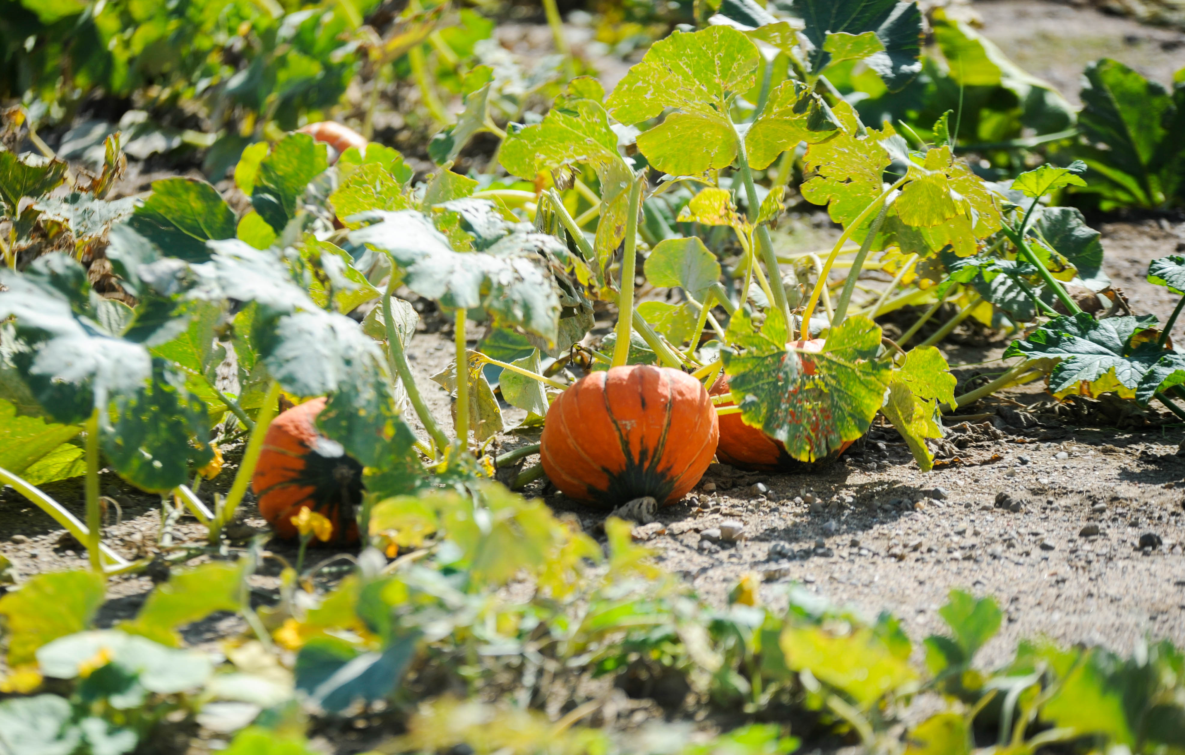 Family fun at DeBuck's Corn Maze and Pumpkin Patch - mlive.com