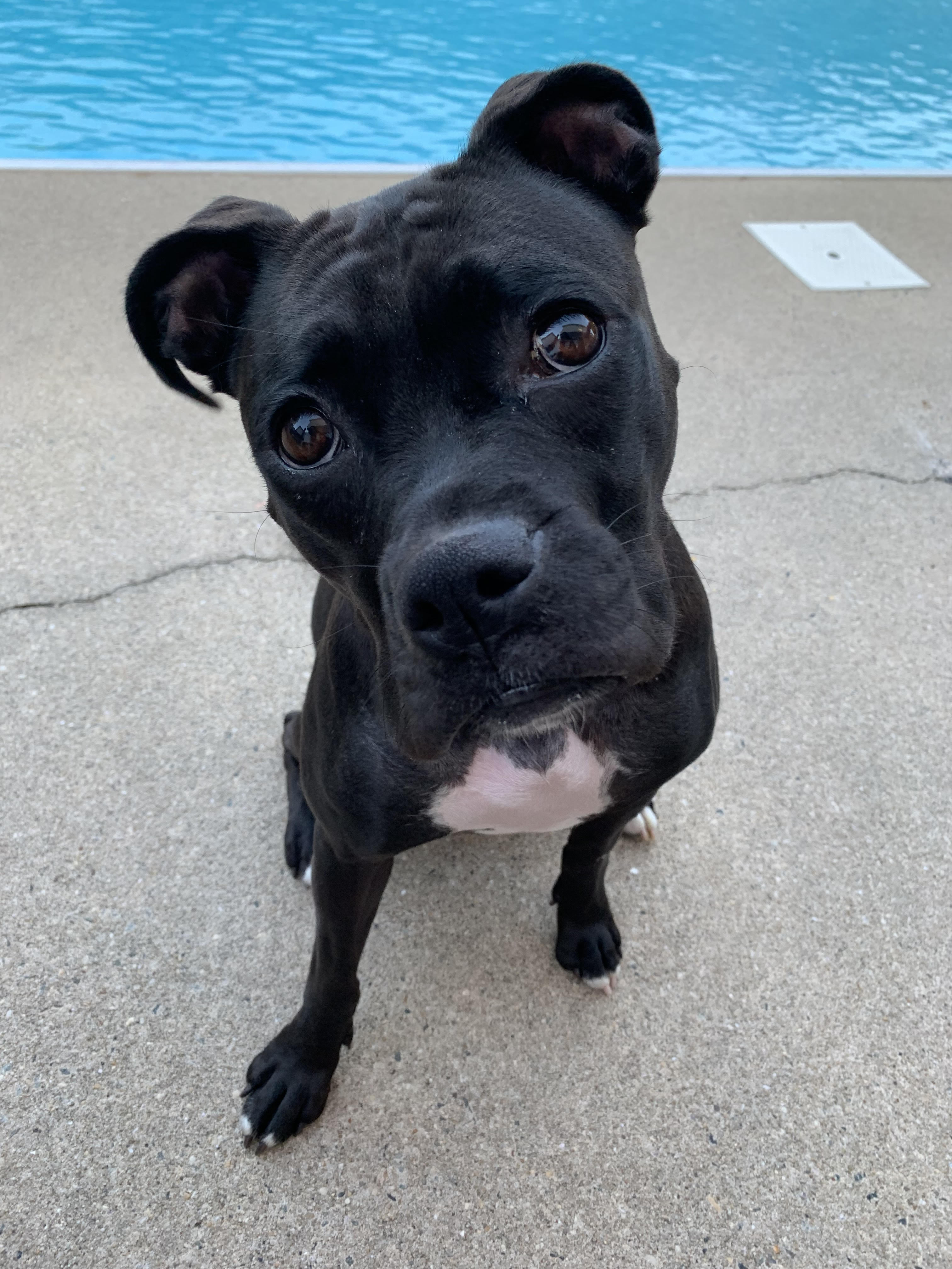 You can adopt 14 remarkable pets on Staten Island this weekend: Sept ...