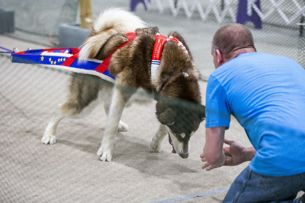 The 2019 Blue and Gray Cluster Dog Show in Harrisburg - pennlive.com