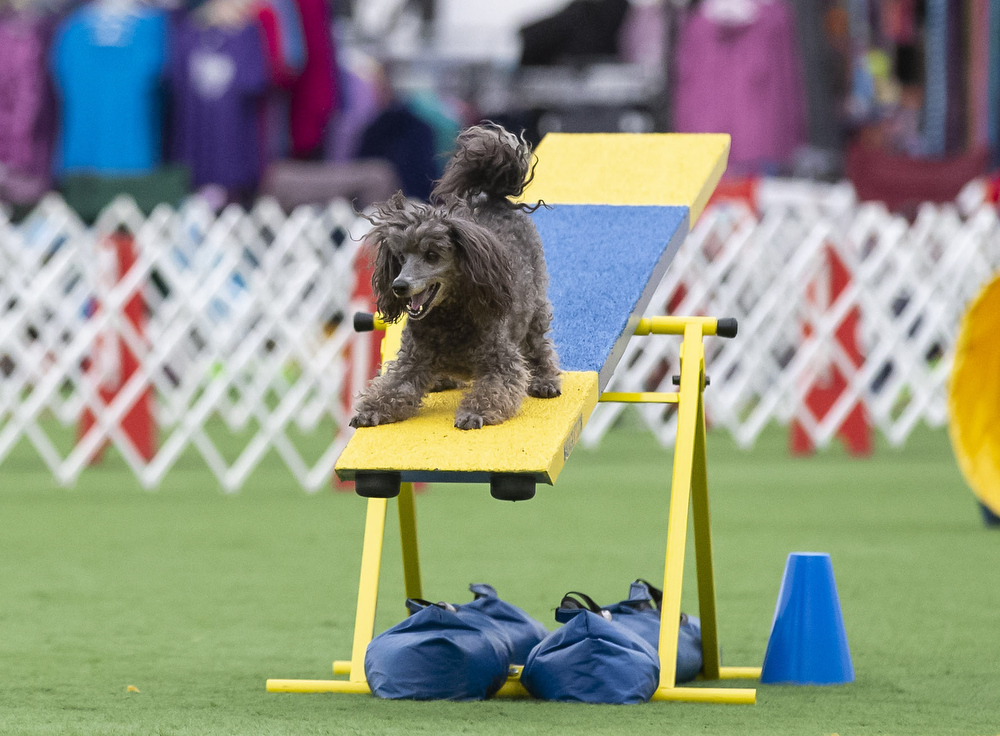 The 2019 USDAA Mid-Atlantic Dog Agility Showcase - pennlive.com
