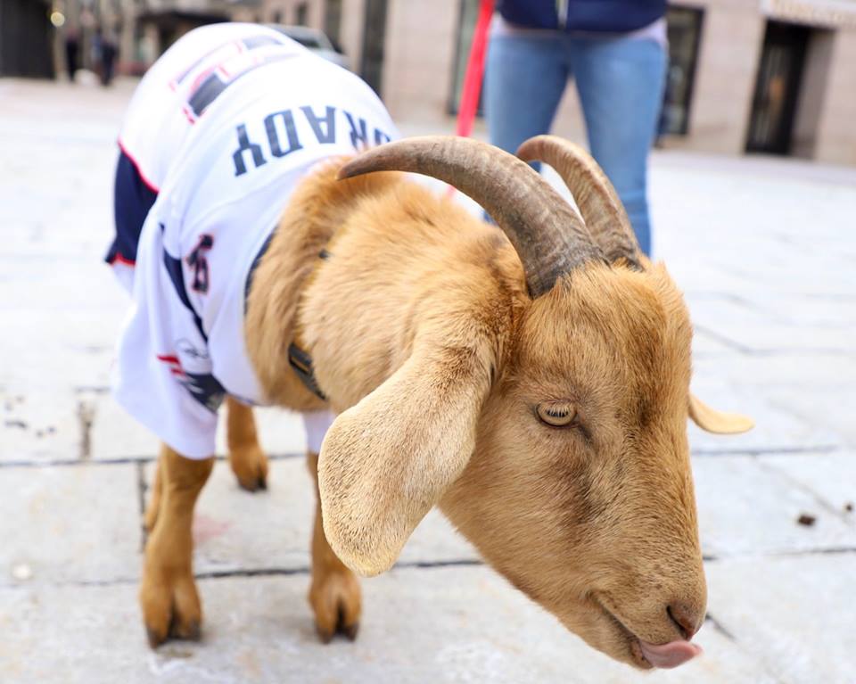 Super Bowl 2019: Goats Tom and Gazelle pump up Patriots fans in Boston ...