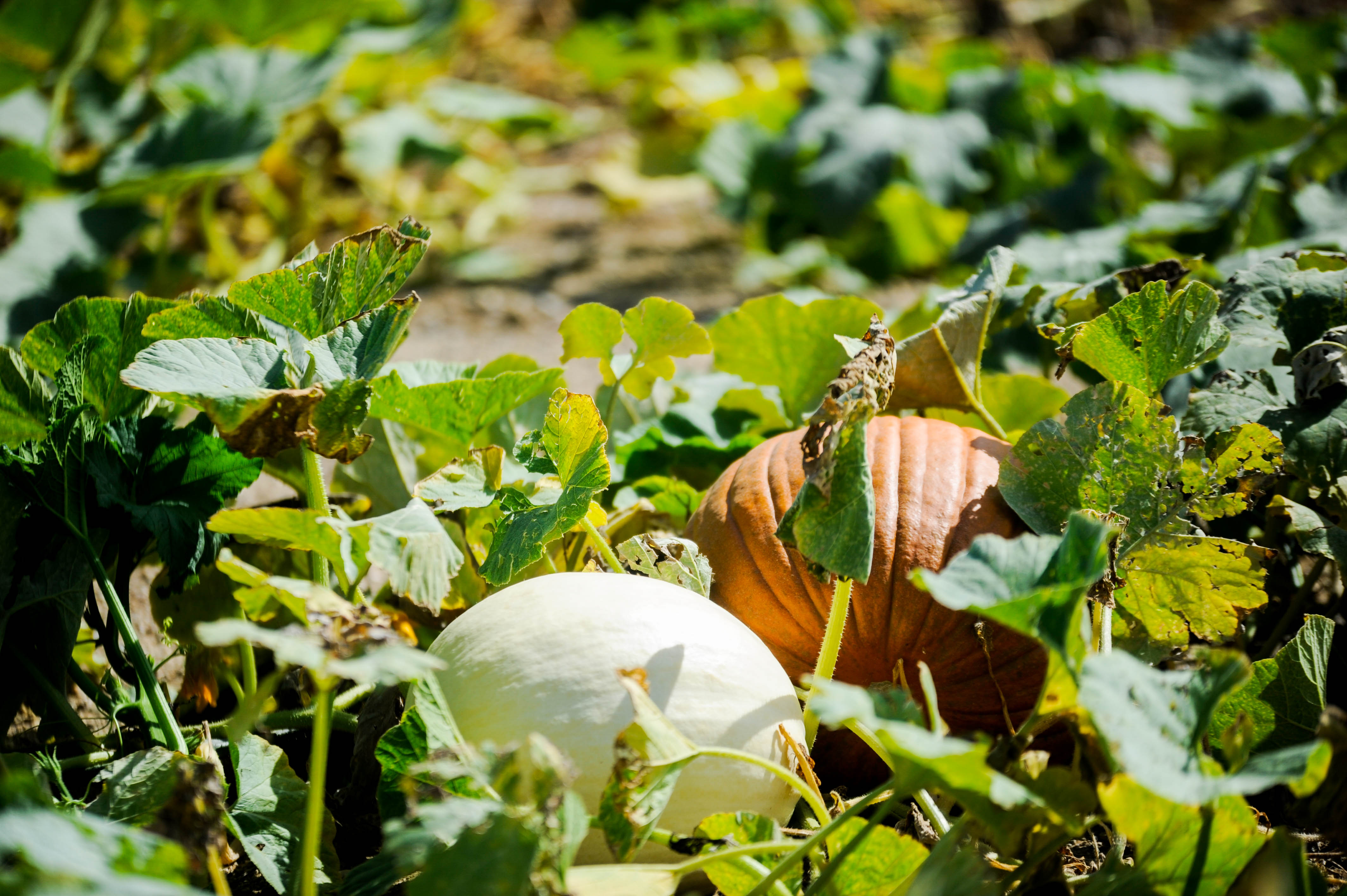 Family fun at DeBuck's Corn Maze and Pumpkin Patch - mlive.com