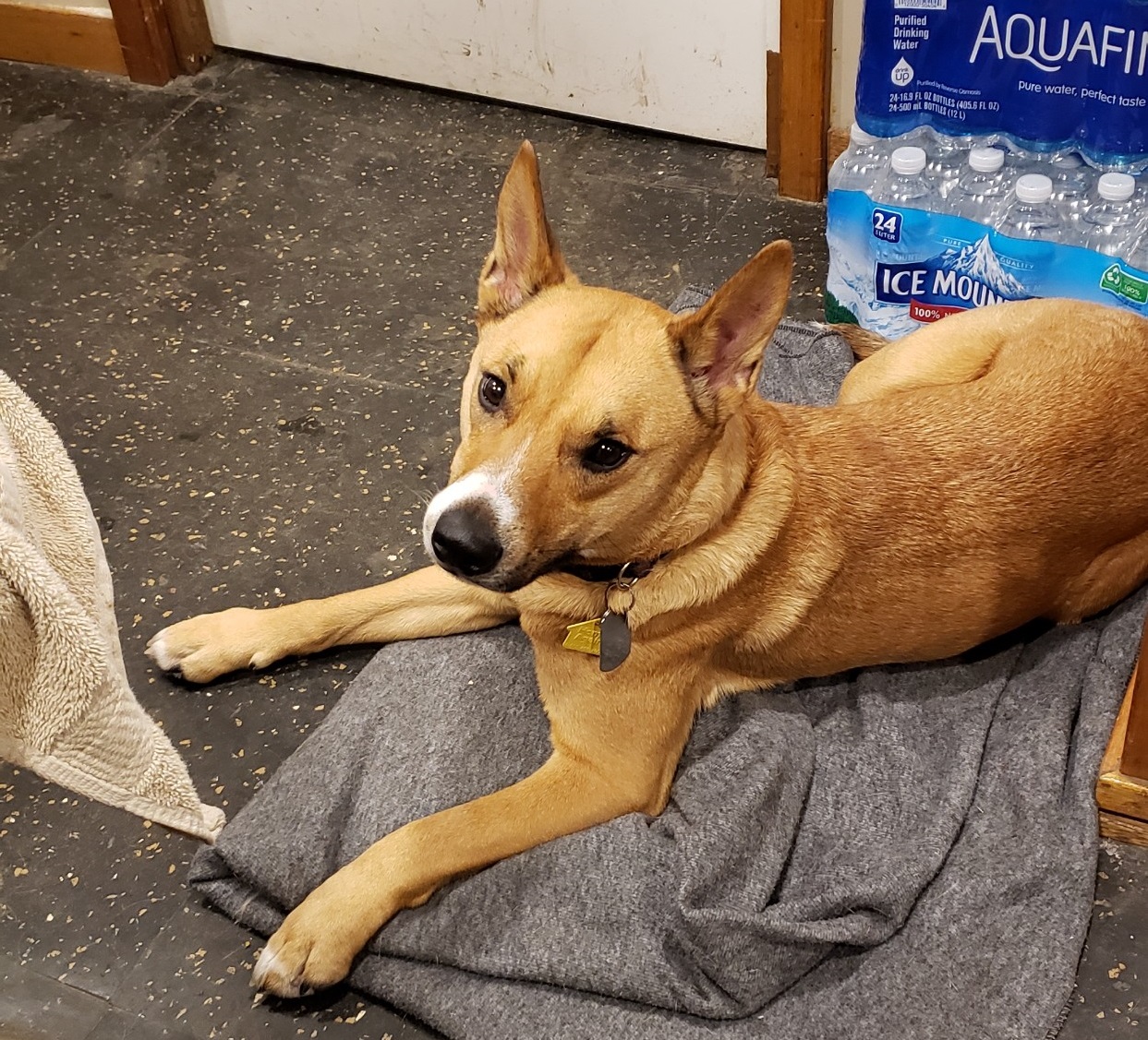 Dog rescued off ice floe in Muskegon Lake - mlive.com