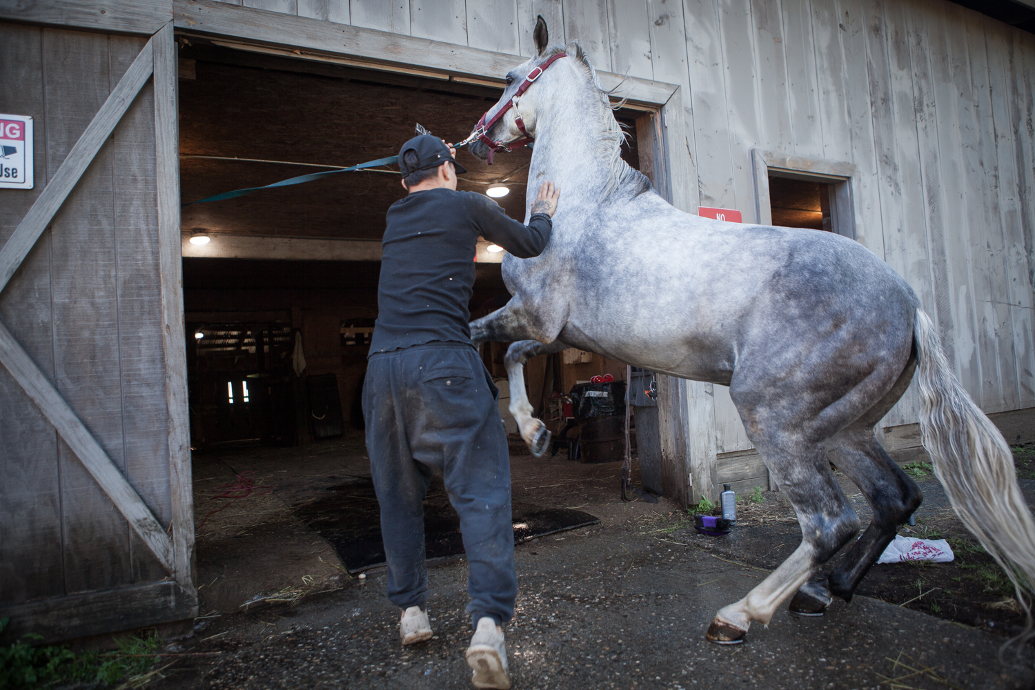 Paso Fino - masslive.com