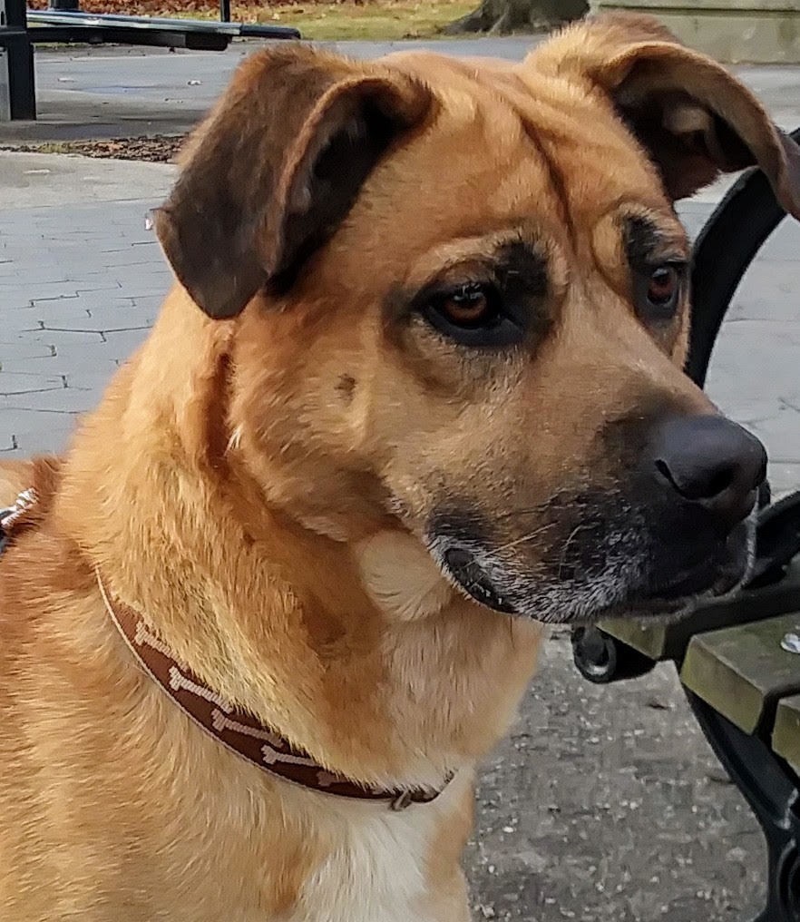 14 super cute rescue pets you can adopt this weekend on Staten Island ...