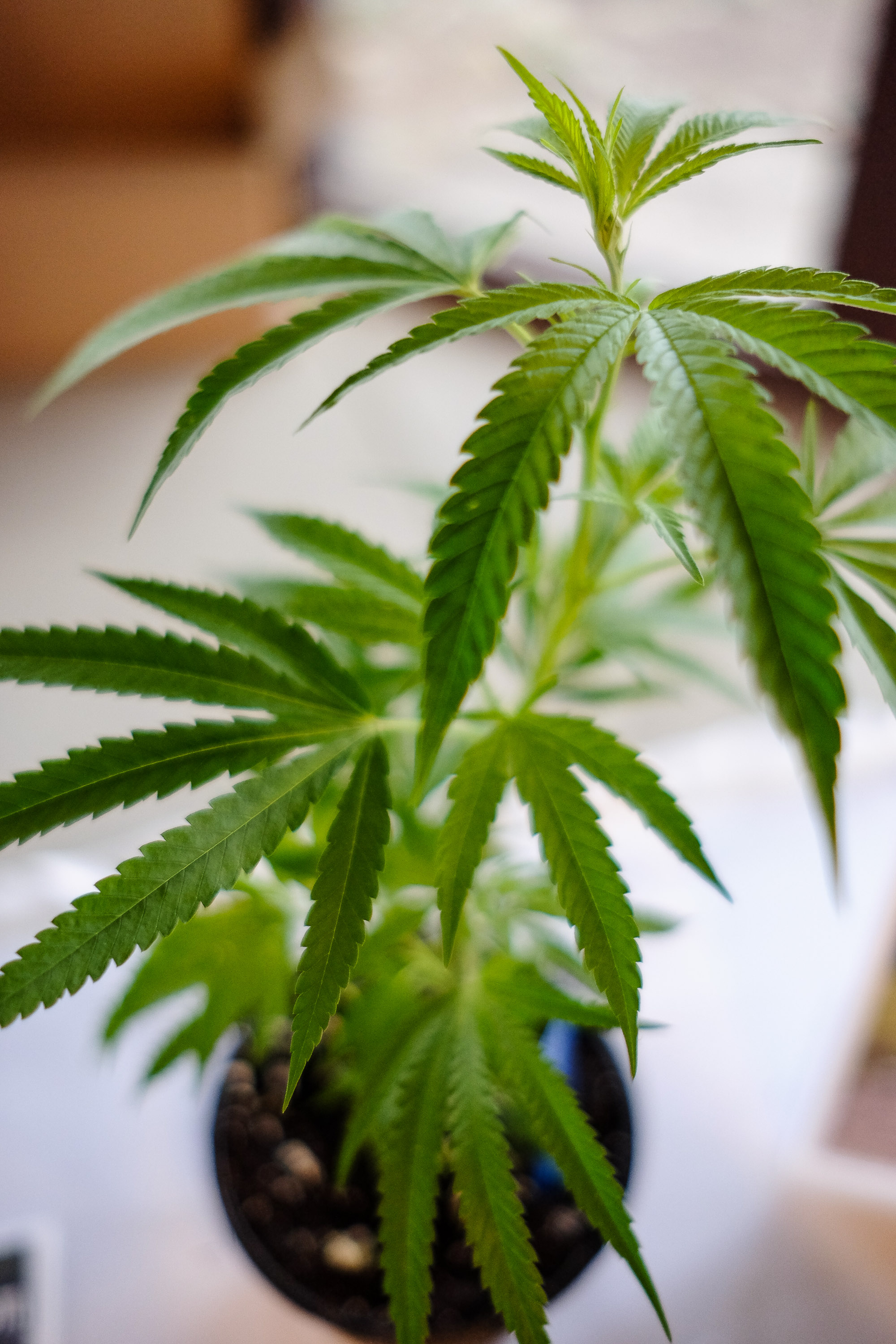 Hemp growers and trade organization reps discuss industry future - mlive.com