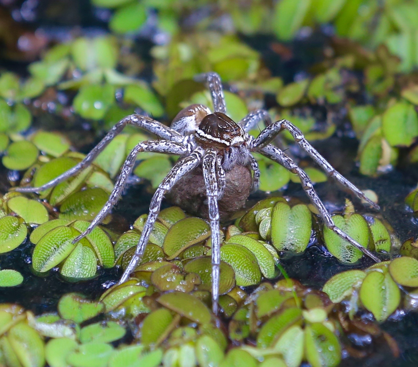 Amazonian plants poised to rule the Delta - al.com