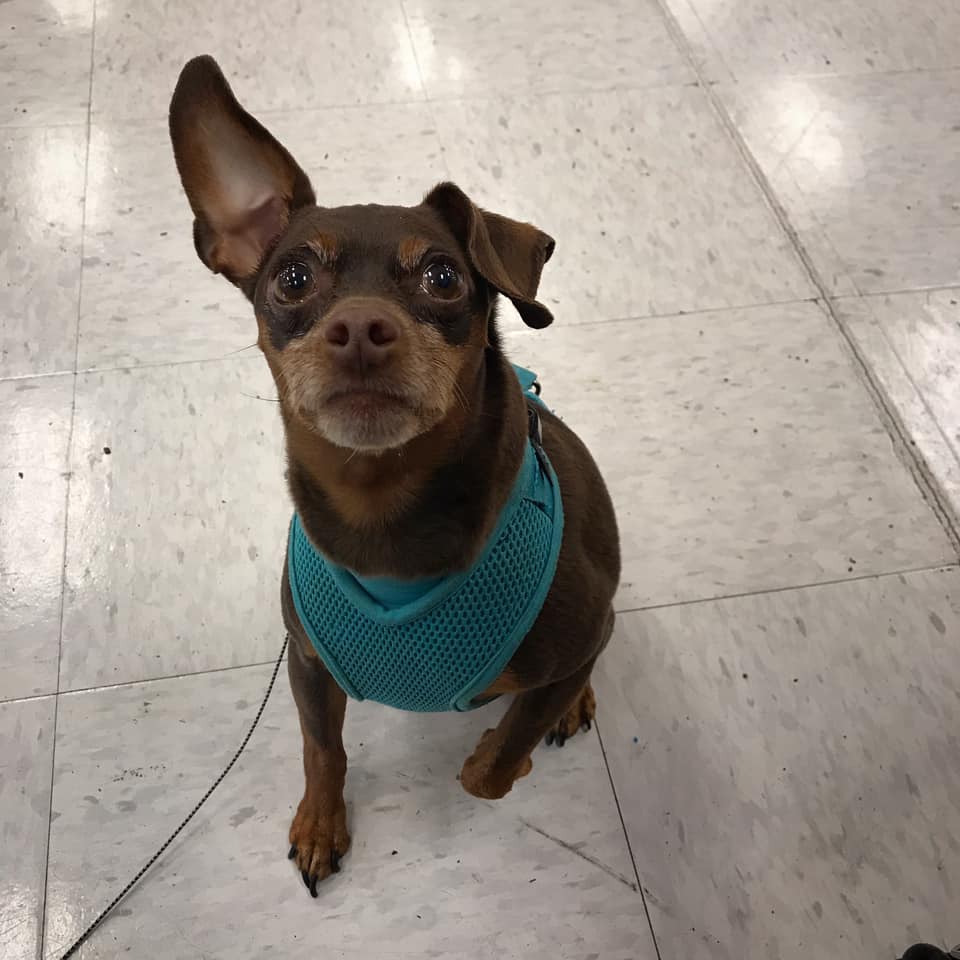 24 huggable pets you can rescue this weekend on Staten Island: Oct. 20 ...