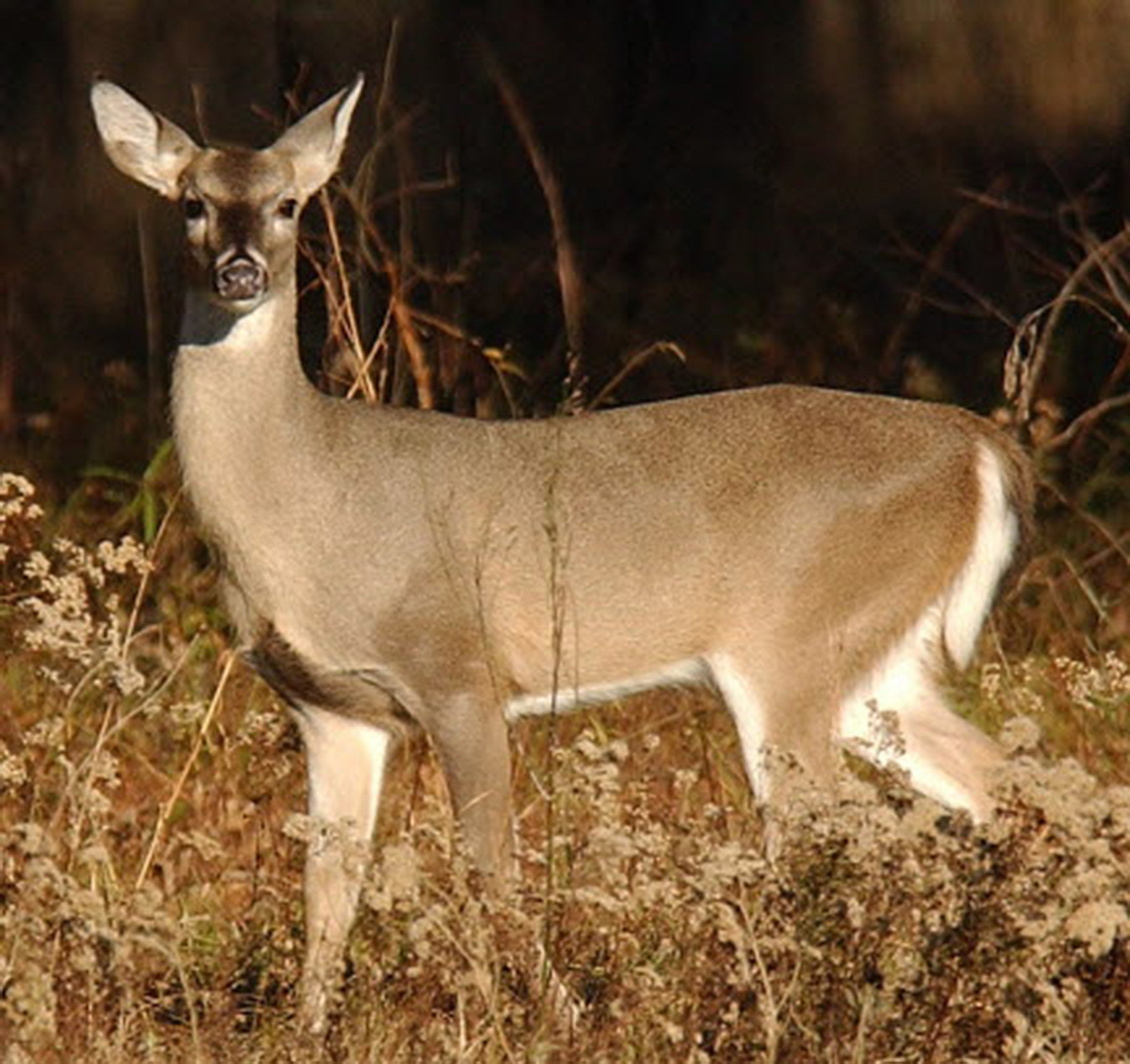 Bucks, does and fawn photographed in Alabama - al.com