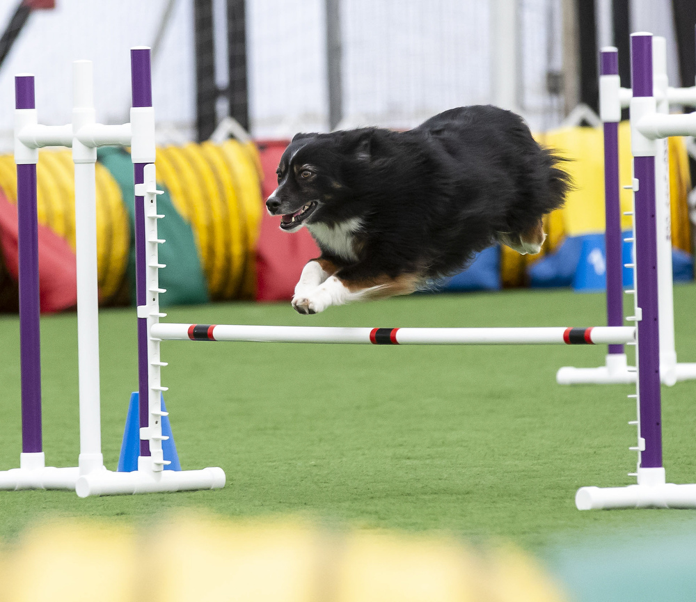 The 2019 USDAA Mid-Atlantic Dog Agility Showcase - pennlive.com