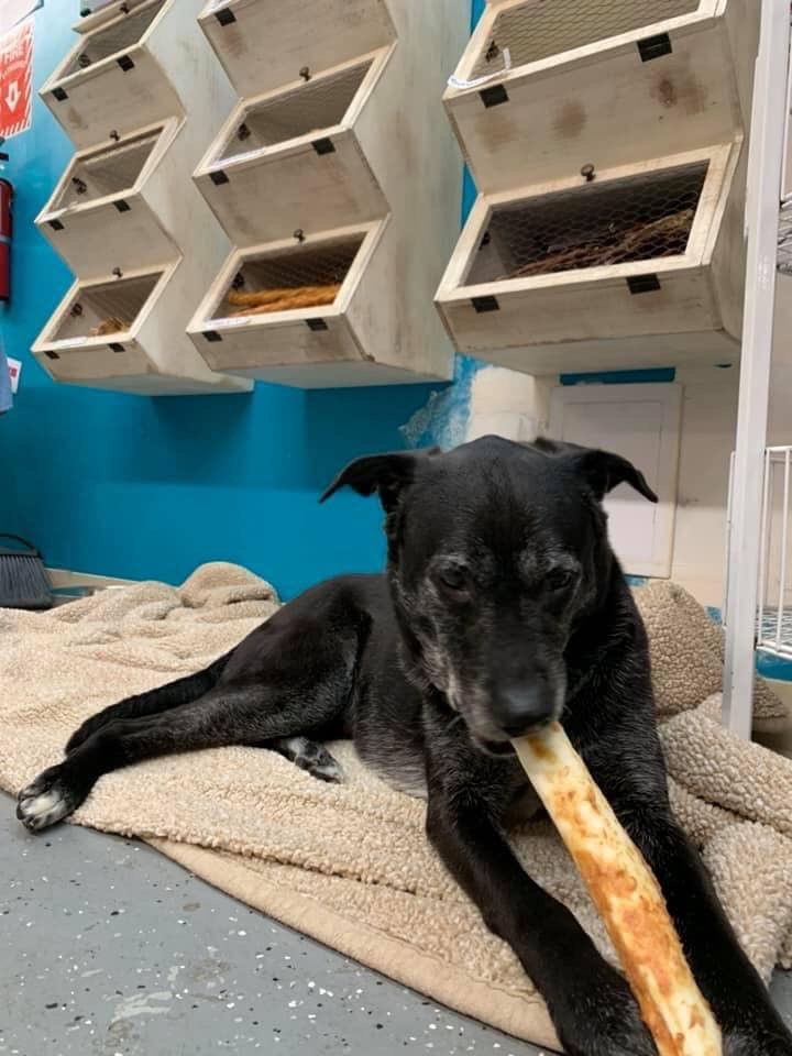 Adopt 6 irresistible pets on Staten Island this weekend: May 17-19 ...