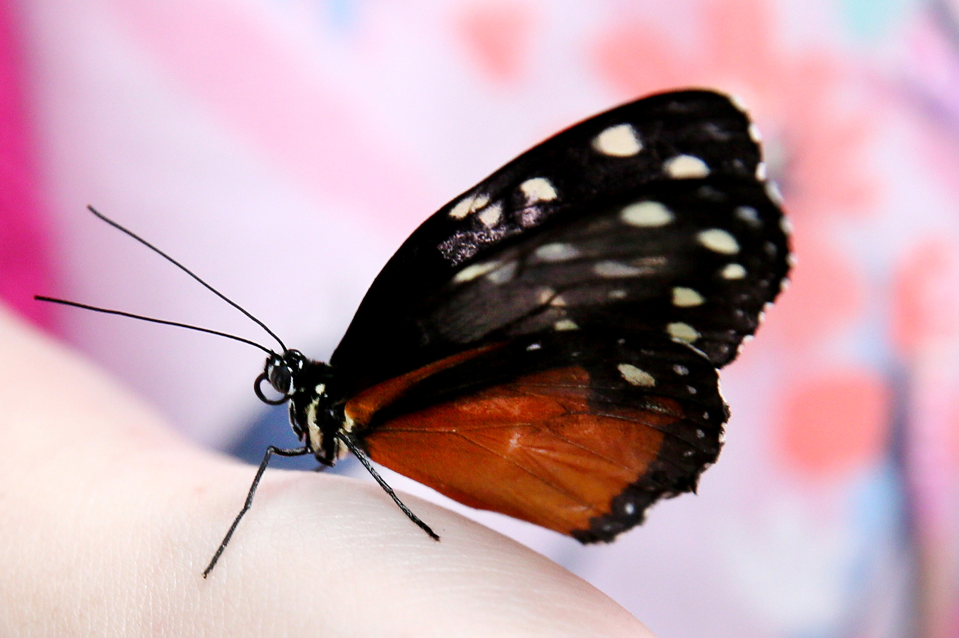 Amazing Butterflies - Cleveland Botanical Gardens - cleveland.com
