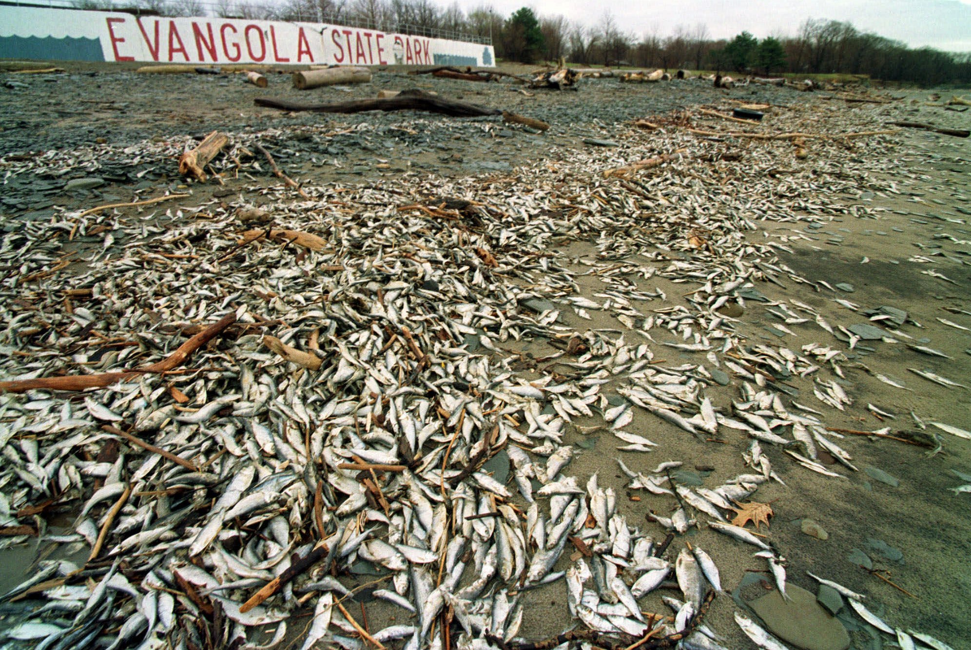 Dead Fish Lake Camp Florida