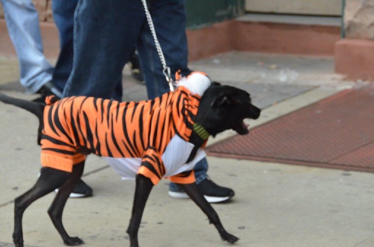 Bergen Point Fall Fest celebrates 150 years of Bayonne with free fun ...