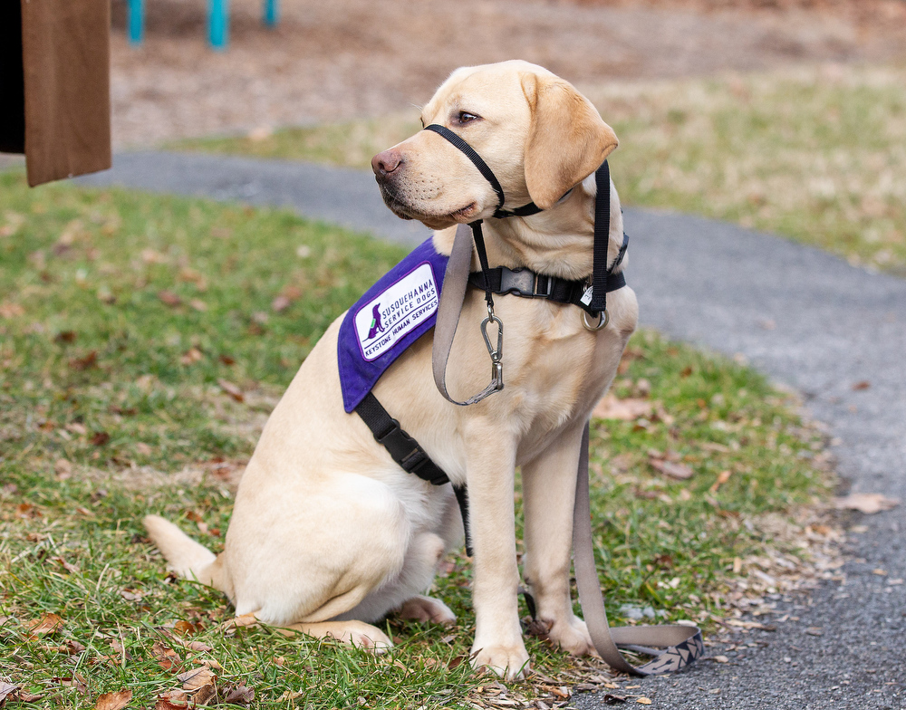 Shipoke Sheena makes prediction on Ground Dog day - pennlive.com