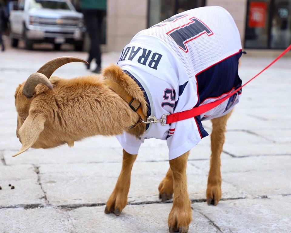 Super Bowl 2019: Goats Tom and Gazelle pump up Patriots fans in Boston ...