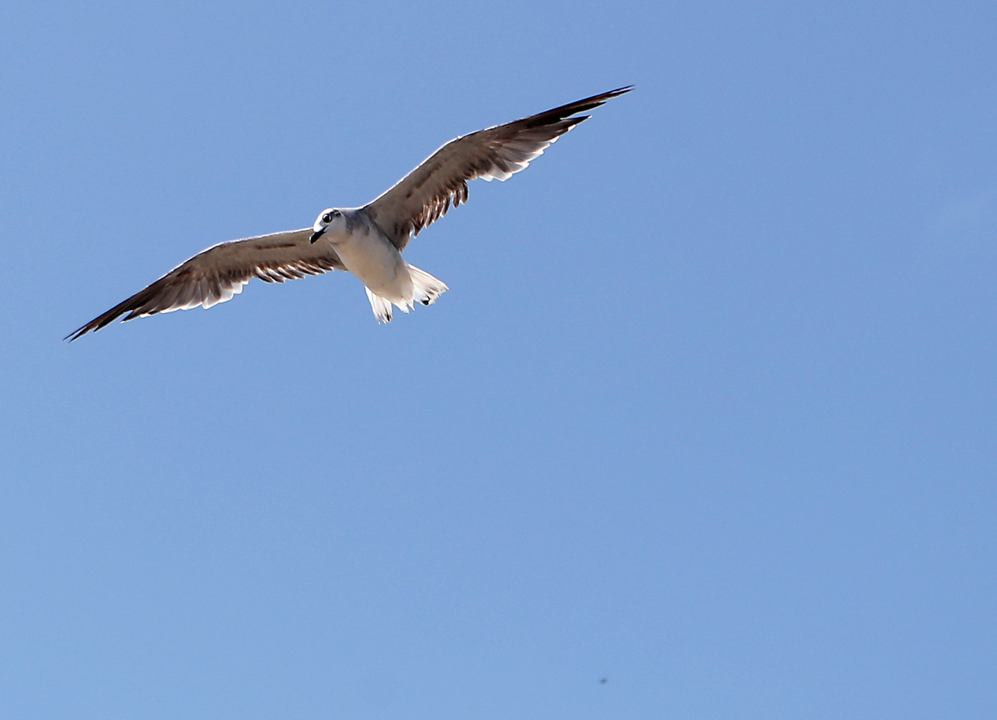 Seagulls in Ocean City, N.J. - nj.com