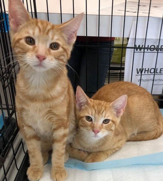 Adopt 17 love-at-first-lick pets on Staten Island this weekend: July 13 ...