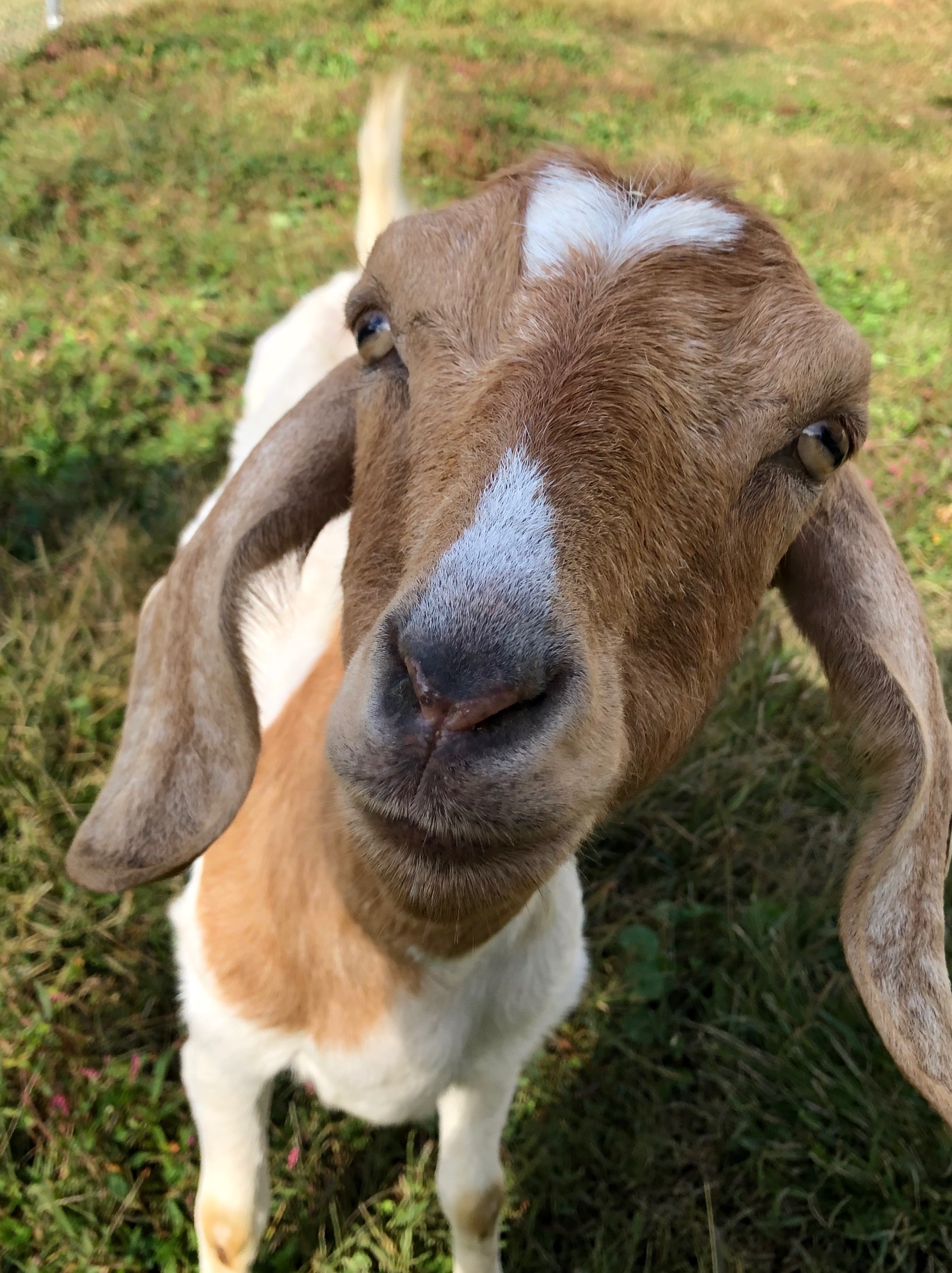 Homeless goats at Animal Rescue - pennlive.com