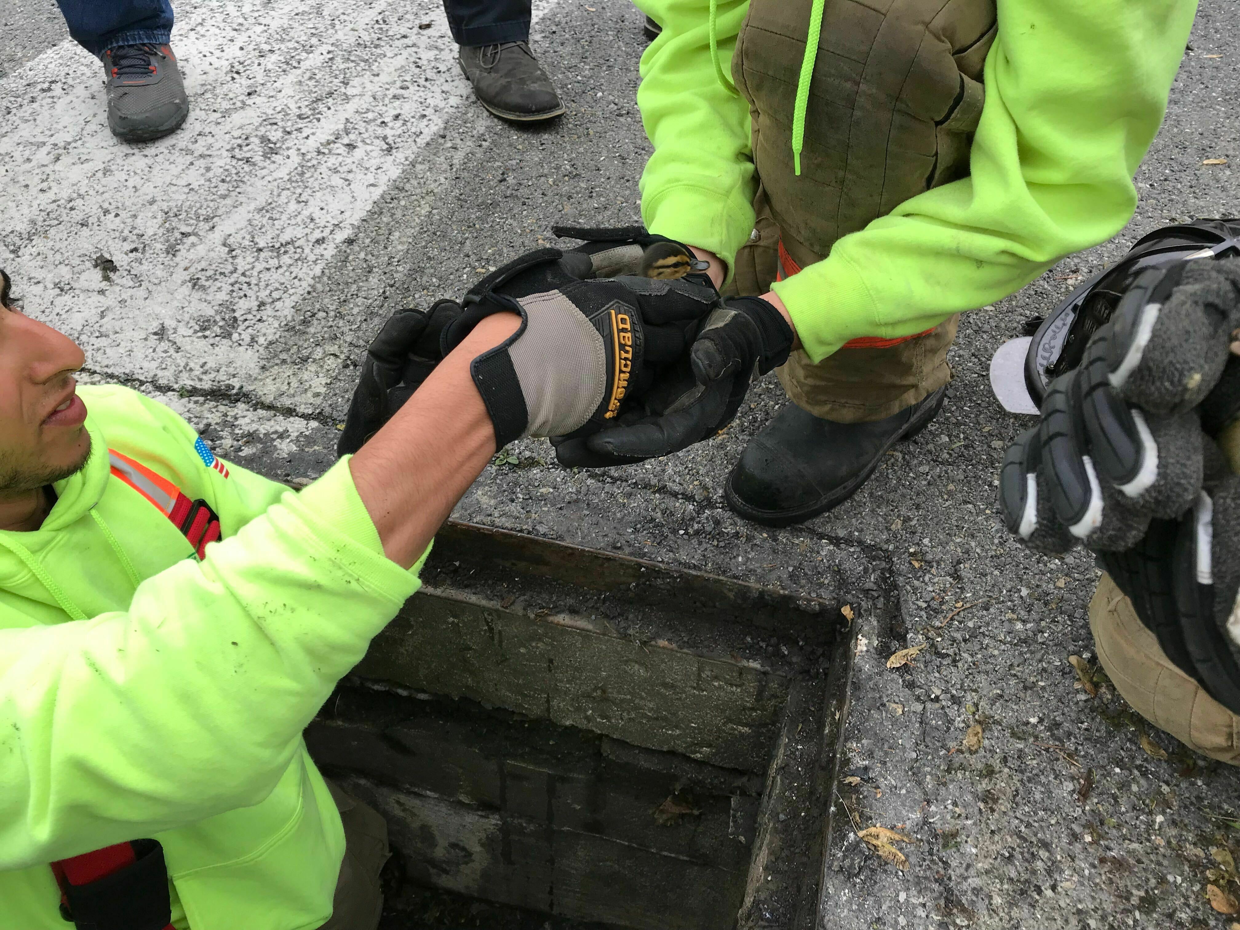 11 lucky ducks rescued after falling through sewer - pennlive.com