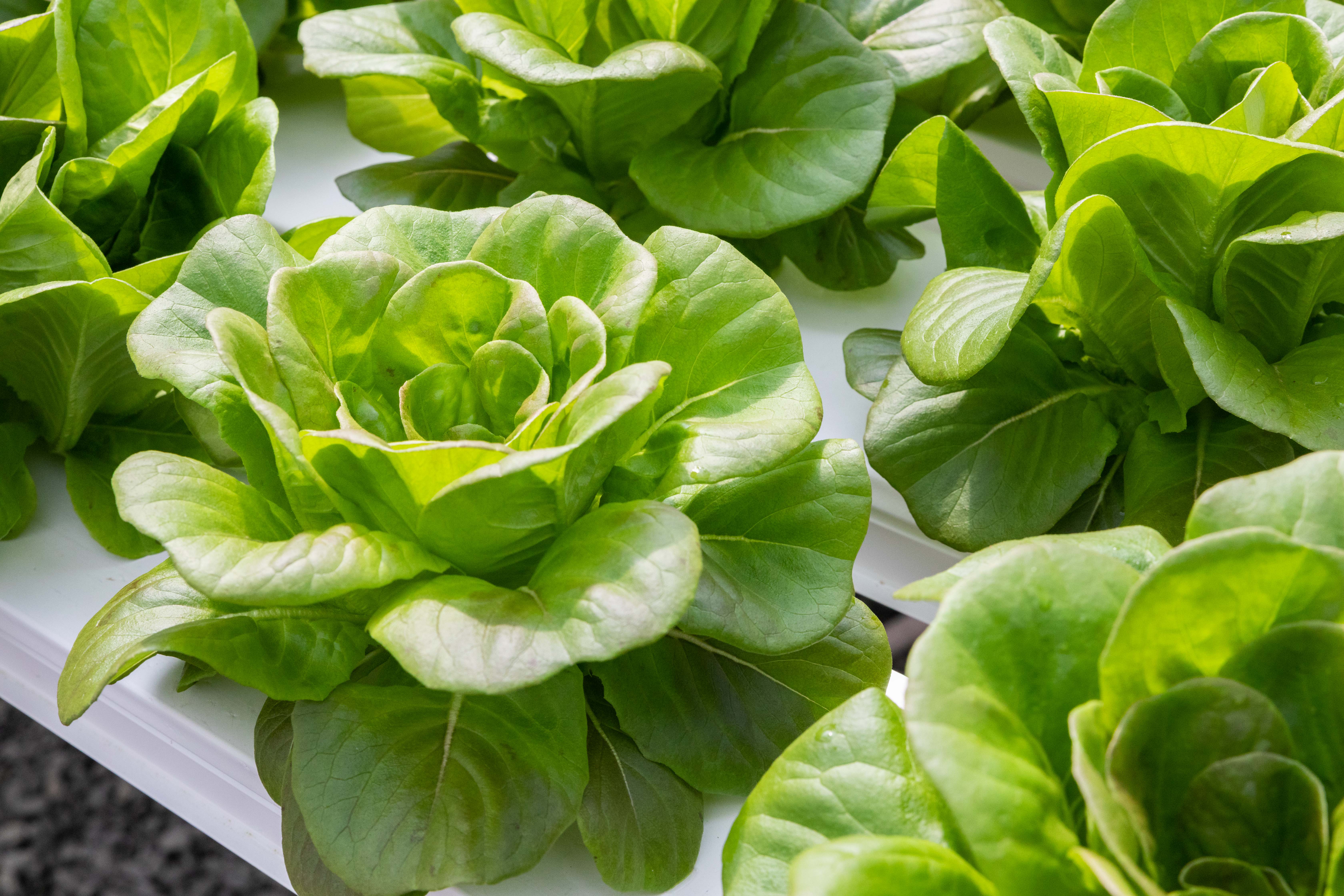 Wellspring Harvest greenhouse in Indian Orchard celebrates its first ...