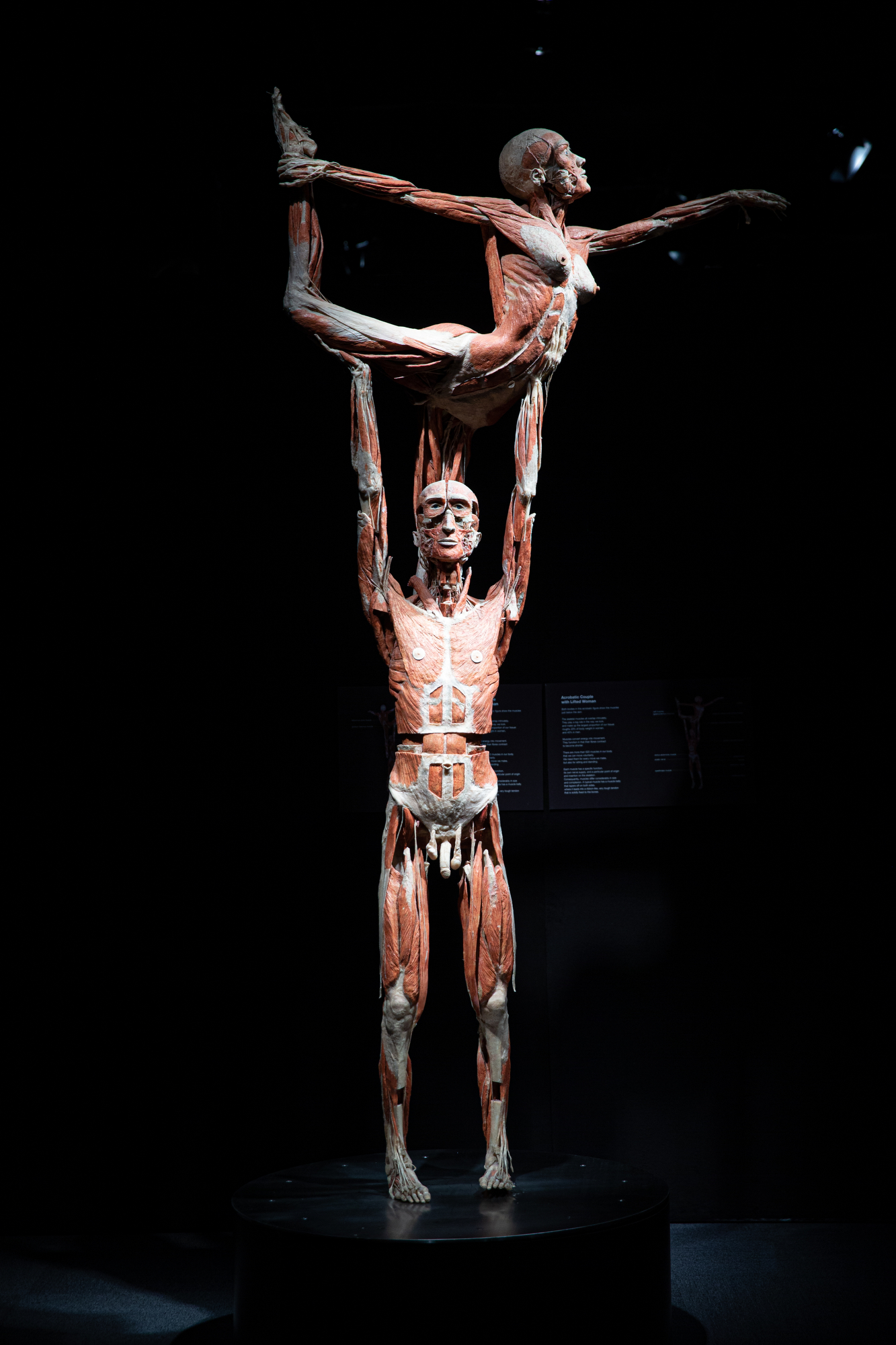 The Body Worlds exhibit "The Cycle of Life" has arrived at OMSI ...