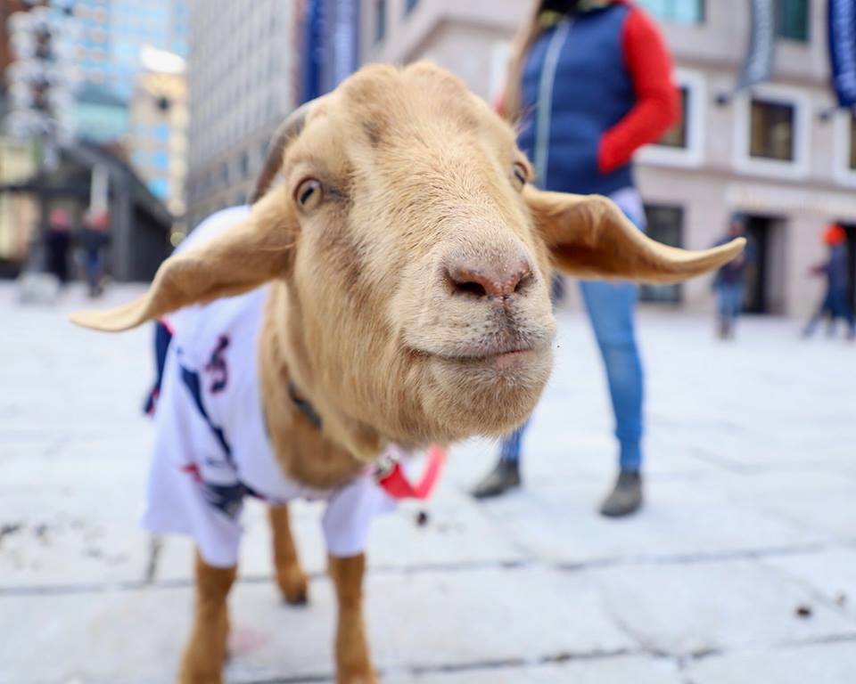 Super Bowl 2019: Goats Tom and Gazelle pump up Patriots fans in Boston ...