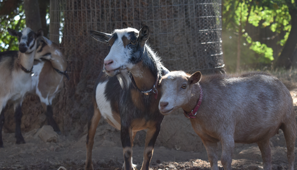 As goat yoga stretches across US, state law stifles Oregon rise ...