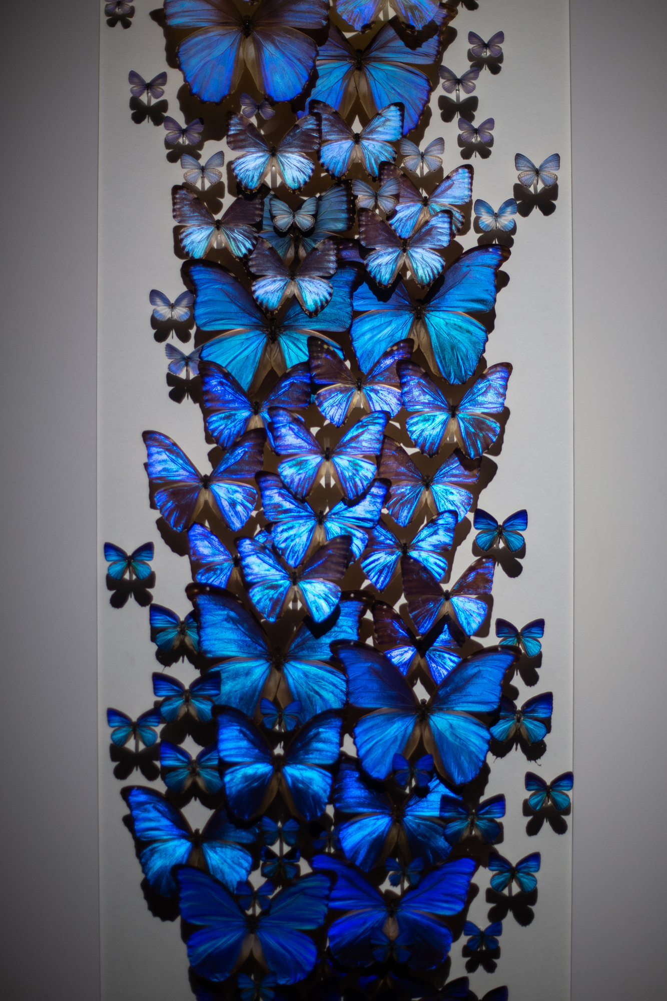 OMSI exhibit Exquisite Creatures by Oregon native Christopher Marley ...